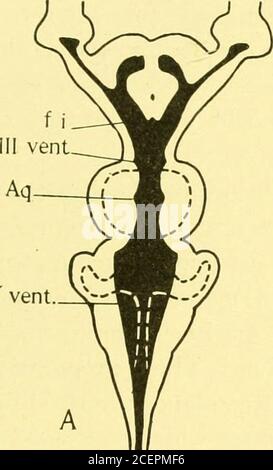 . The Journal of comparative neurology and psychology. FiG. 39. Pig ...