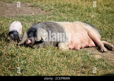 Basque black pig, euskal txerria. Aldudes. Donobane garazi. BAsque ...