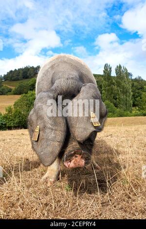 Basque black pig, euskal txerria. Aldudes. Donobane garazi. BAsque ...