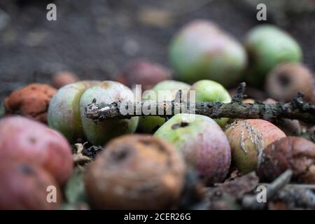 Closeup shot of damaged fruits fallen on the ground Stock Photo - Alamy