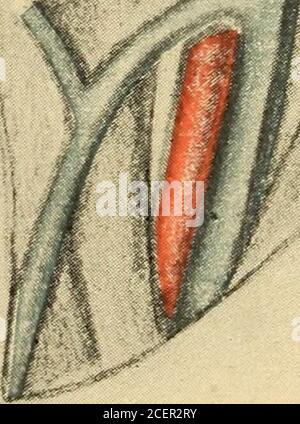 Text sign showing Internal Medicine. Conceptual photo field of practice ...