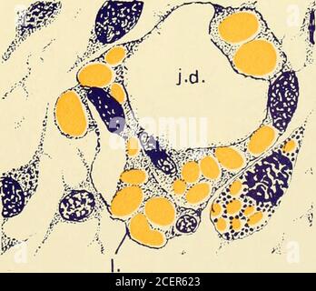 . The American journal of anatomy. 187 PLATE 3 EXPLANATION OF FIGURES 7 ...