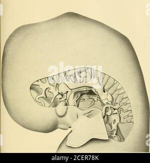 . The American journal of anatomy . JUGULAR LYMPH SAC(INJECTED ...