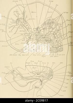 The heart, arteries of the neck and the aortic arch (?): nine figures ...