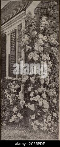 Rose tree 'Salet' in bloom in a garden Stock Photo - Alamy
