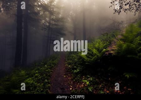 Foggy old beech forest in springtime Stock Photo - Alamy