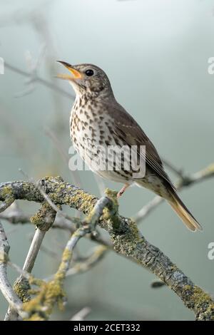 Portrait of Song thrush (Turdus philomelos Stock Photo - Alamy