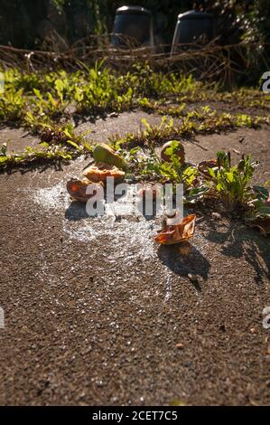Slime trails of slugs and snails on soil indicating where mollusc has ...