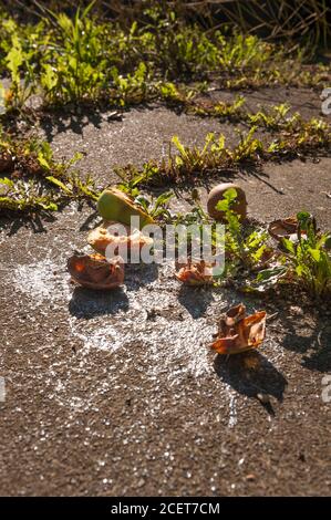 Slime trails of slugs and snails on soil indicating where mollusc has ...