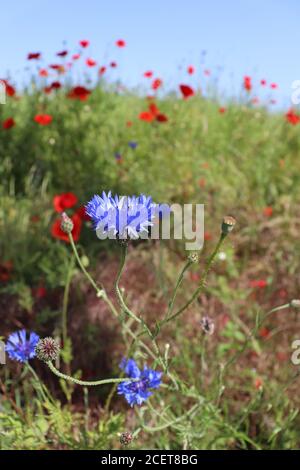 Corn garden plants in Corn field farm Stock Photo - Alamy