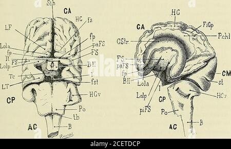 . Anatomie des centres nerveux. .) BU, bandelette optique (faisceaux ...