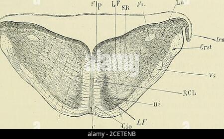 Le corps trapézoïde Stock Photo - Alamy