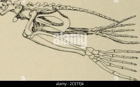 . Guide leaflet. The skeleton of a seal, specialized for an aquatic ...