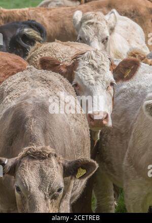 Small group of young bullocks of mixed colours, standing & looking ...