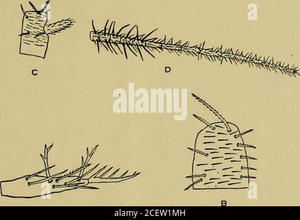 . Journal of entomology and zoology. Figure 2. Campodea nwntis n. sp. A ...
