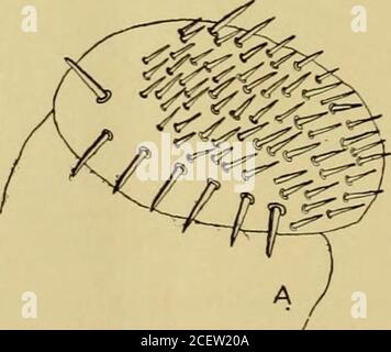 . Journal of entomology and zoology. Figure 2. Campodea nwntis n. sp. A ...