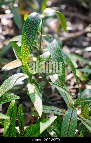 Bois de Rat tree growing on the nature reserve of Ile Aux Aigrettes in ...