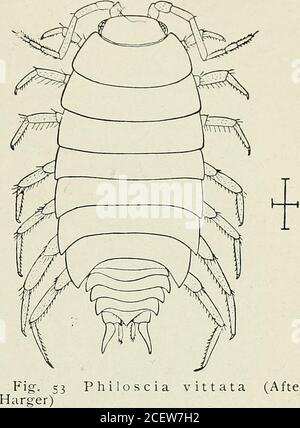 . Higher Crustacea of New York city. Crustacea. HIGHER CRUSTACEA OF NEW ...