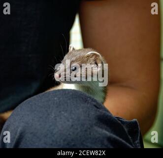 A weasel in the wildlife Stock Photo - Alamy