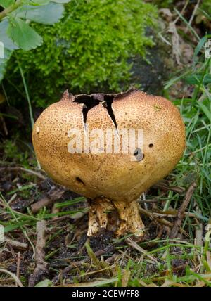 Scaly Earth ball - Scleroderma verrucosum Stock Photo - Alamy