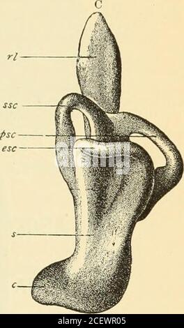 Human Embryo, External Ear Development Stock Photo - Alamy
