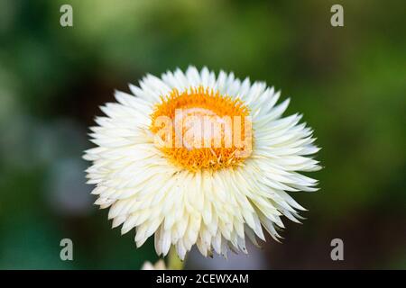 The white flower of a Helichrysum everlasting flower Swiss giant mix ...