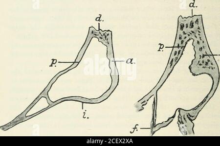 The Journal of laryngology and otology . anterior and inferior part of ...