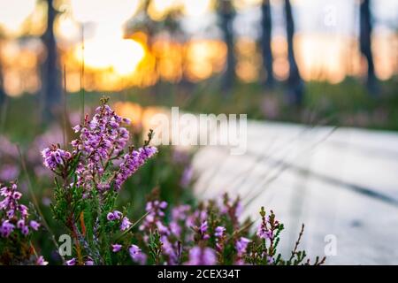 Purple heather flowers with bokeh sunset background Stock Photo - Alamy