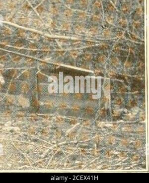 German machine-gun nest dug in next toa KO T-34 - Historical document ...