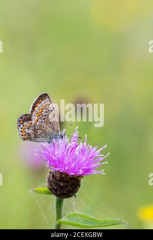Female Common Blue butterfly nectaring Stock Photo - Alamy