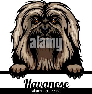 Havanese Dog Breed Pet Puppy Isolated Head Face Stock Vector Image ...