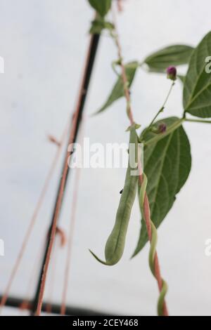 Pole beans climbing up a string trellis Stock Photo - Alamy