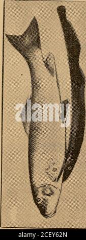 The Lake Lamprey (Petromyzon marinus unicolor) is a parasitic fish ...