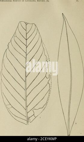 Rhamnus sp Rhamnus sp Stock Photo - Alamy
