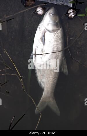 Dead Silver carp (Hypophthalmichthys molitrix) in the pond. Fish ...