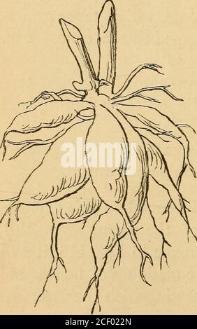 . The first book of botany : designed to cultivate the observing powers ...