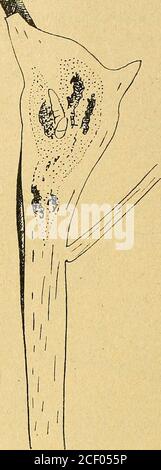 Cordia gerascanthus L Cordia gerascanthus L Stock Photo - Alamy