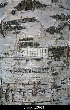 White and brown bark texture of birch tree, close up Stock Photo - Alamy