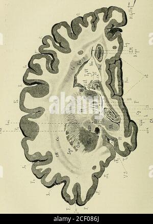 . Anatomie des centres nerveux. et III). — Le cingulum constitue le ...