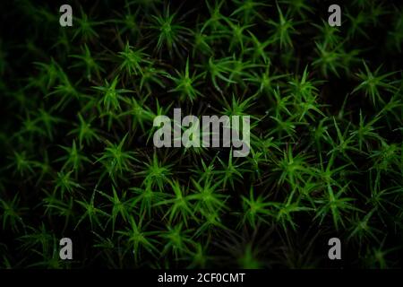 Horizontal close-up of a green star-shaped peony seed capsule ...