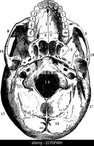 Human Brain, Superior View Stock Photo - Alamy