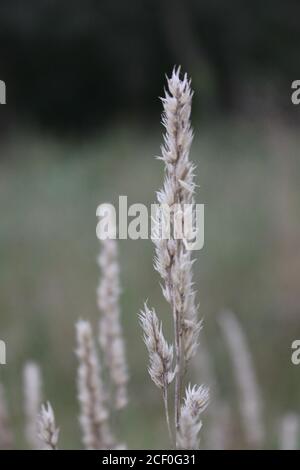 Wild wheatgrass growing in the woods Stock Photo - Alamy