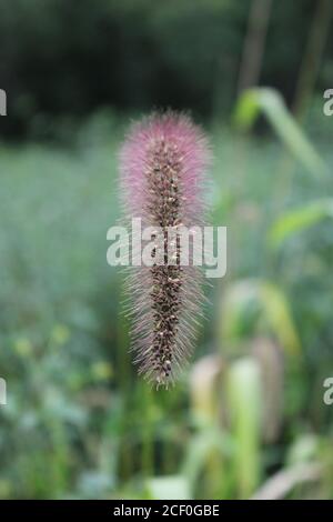 Wild wheatgrass growing in the woods Stock Photo - Alamy