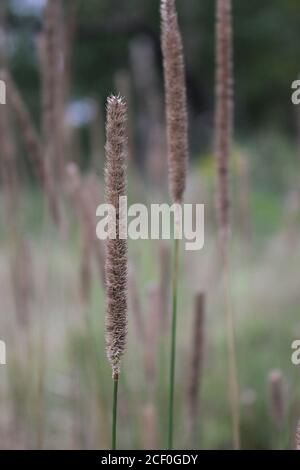 Wild wheatgrass growing in the woods Stock Photo - Alamy