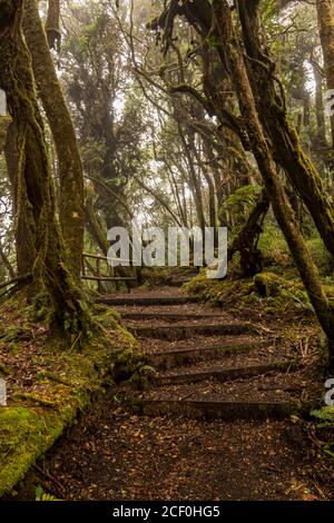 Barva volcano trails, National Park, tourist attraction in the province ...