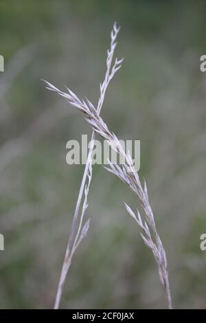 Wild wheatgrass growing in the woods Stock Photo - Alamy