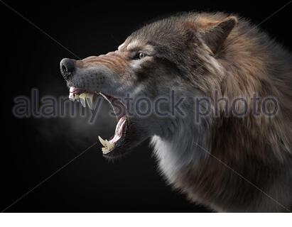 Angry Wolf showing his teeth Stock Photo - Alamy