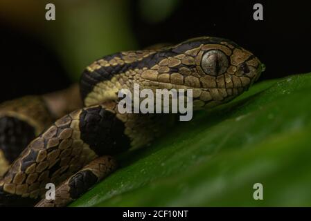 Andean Snail-Eater (Dipsas andiana) in the understory of montane ...