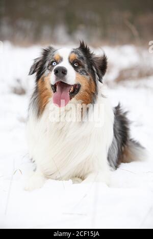 Australian Shepherd in winter Stock Photo - Alamy