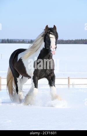 Amazing stallion of irish cob running alone in winter Stock Photo - Alamy
